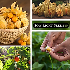 Sow Right Seeds - Ground Cherries Seeds for Planting - Non-GMO Heirloom Packet with Instructions to Plant an Outdoor Home Vegetable Garden - Mexican Husk Tomato - Endangered Variety (1)