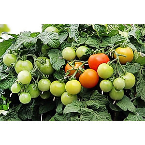 30+ Dwarf Red Robin Tomato Seeds, Heirloom Non-GMO, Sweet, Low Acid, Determinate, Open-Pollinated, Delicious, Lycopersicon lycopersicum, from USA