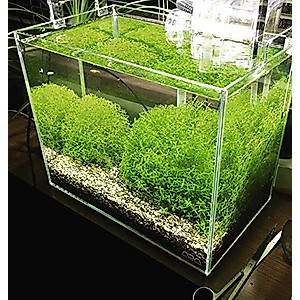 Pearlweed Bundle Micranthemum Micranthemoides Freshwater Carpet Live Aquarium Decorations Aquatic Plants for Fish Tank