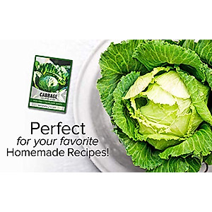 Cabbage Seeds for Planting - Golden Acre Green Heirloom, Non-GMO Vegetable Variety- 1 Gram Approx 225 Seeds Great for Summer, Spring, Fall, and Winter Gardens by Gardeners Basics