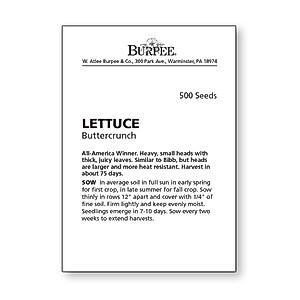 Burpee Buttercrunch Lettuce Seeds 500 seeds