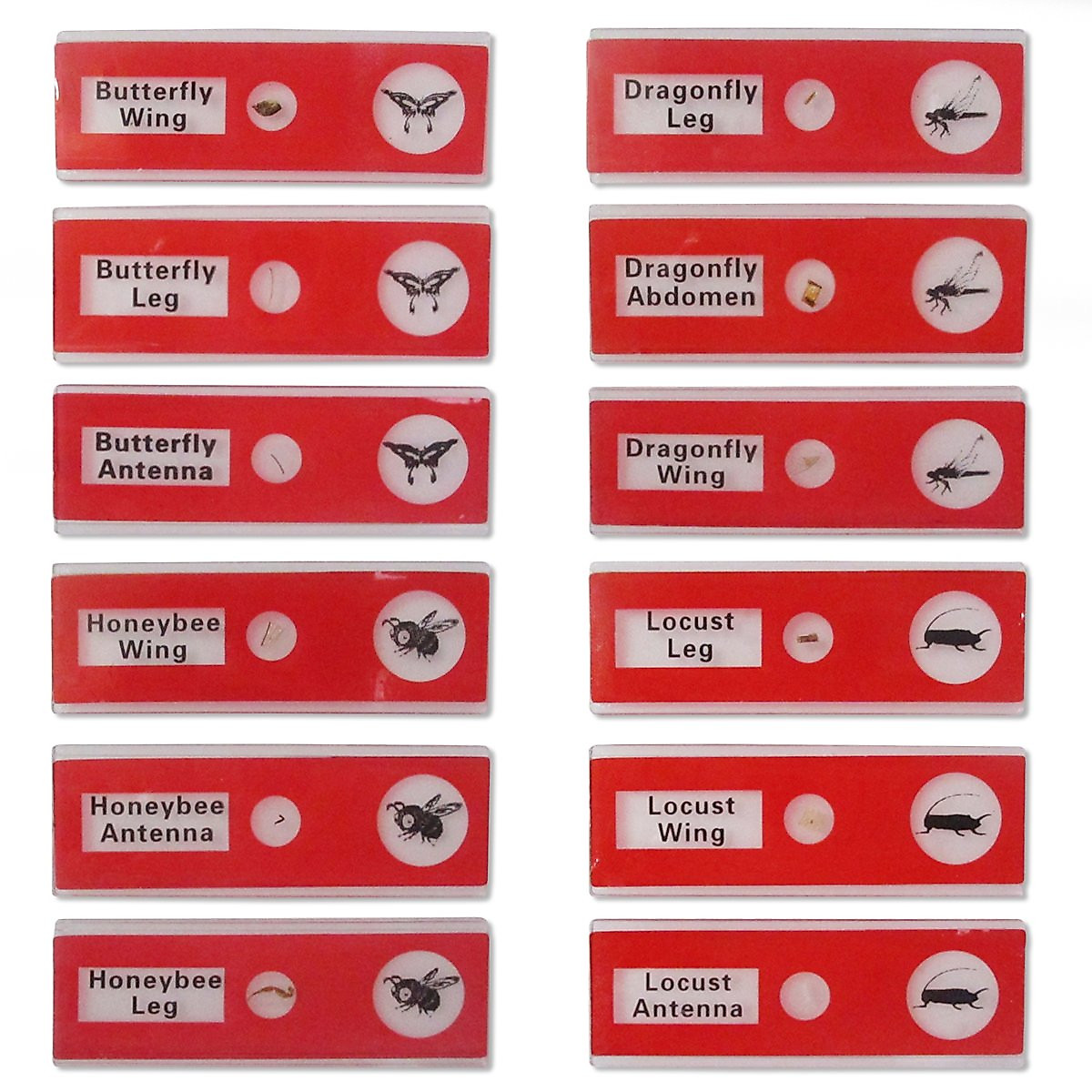 Prepared Microscope Slides Set of 48 pcs Animals Insects Plants Flowers Sample Specimens for Kids Education