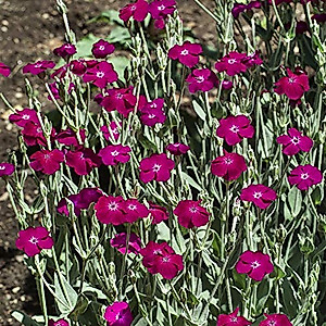 Outsidepride Perennial Lychnis Coronaria Rose Campion Garden Flowers - 5000 Seeds