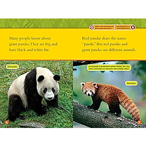 Red Pandas (National Geographic Kids Readers, Level 1)