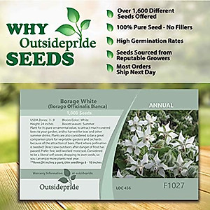 Outsidepride Borago Officinalis White Borage Herb Garden Flowering Plants Great for Bee Pollination - 1000 Seeds