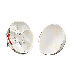 Vision Scientific VAL208 Human Skull with Markings, Muscle and Sutures | Muscle Origins (Painted red) and Insertion (Painted Blue) | Detailed Hand Numbering | Includes Detailed Product Manual