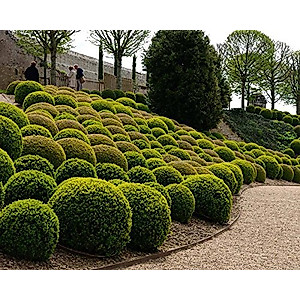 Heirloom Boxwood, Buxus Sempervirens, 30 Seeds, (Hardy Evergreen, Topiary, Hedge, Bonsai)