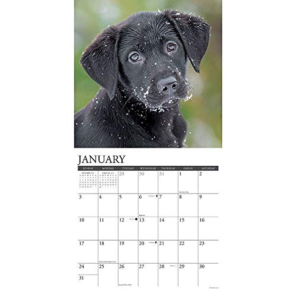 Just Black Lab Puppies 2021 Wall Calendar (Dog Breed Calendar)