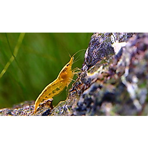 Blue Crown Aquatic 10 Ultra Gold (Neocaridina Davidi) Live Freshwater Aquarium Shrimps 1/4 to 1/2 inch