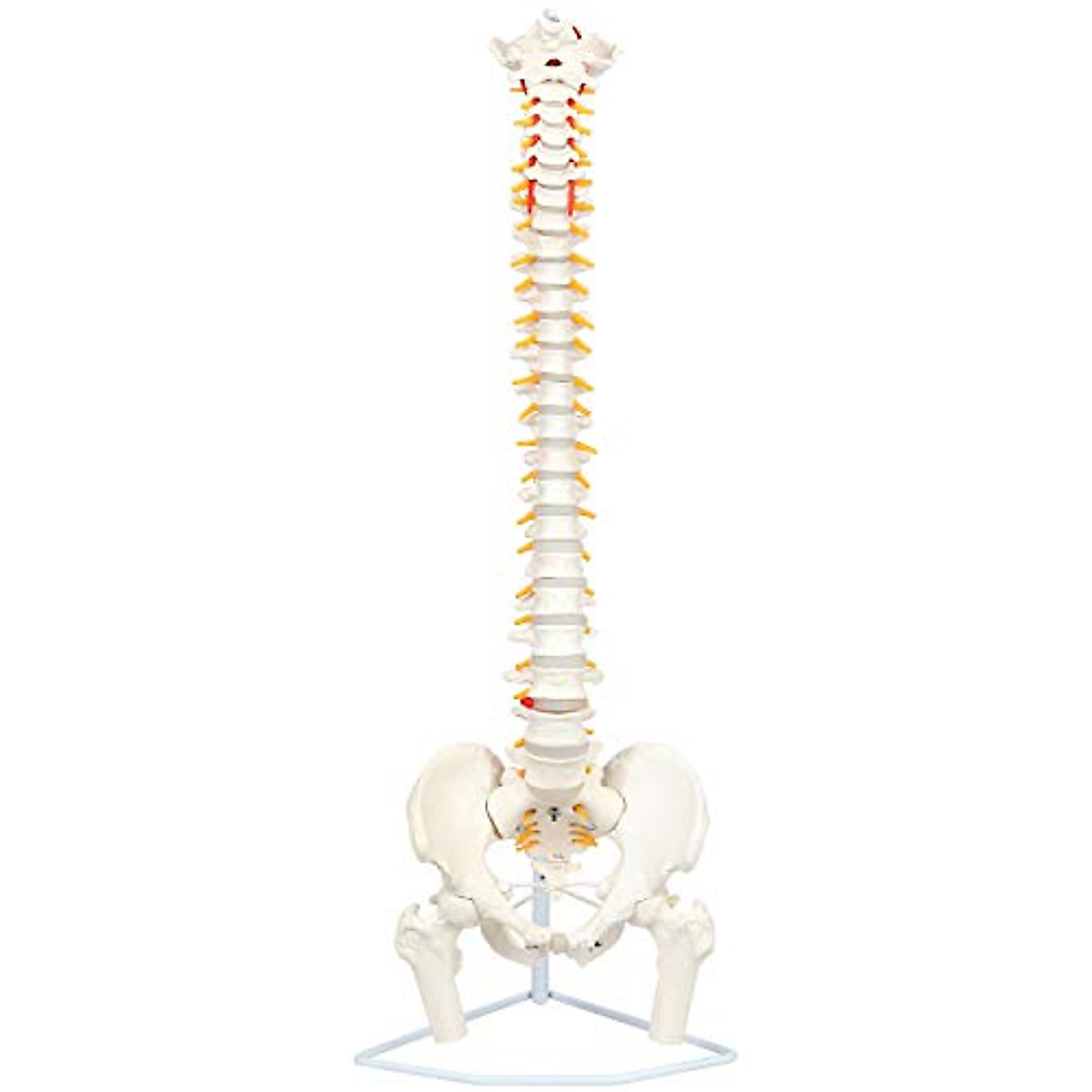 Axis Scientific Full Size Ultra Flexible Spine Model with Removable Femur Heads - Comprehensive Spine Anatomy Model with Nerves, Ideal for Chiropractic Practice and Medical Education