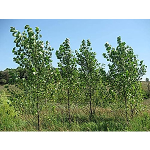 Hybrid Poplar Tree Cuttings for Planting - Fast Growing Shade or Privacy Trees (3 Trees)
