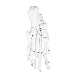 Vision Scientific VAS220-CC0 Life Size, Total Disarticulated Skeleton | Bones & Osteological Features Numbered for Identification | 3-Part Skull | Key to Numbered Structures W Manual & Carrying Case