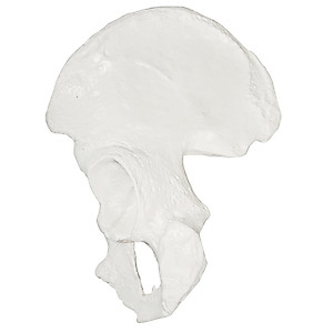 Axis Scientific Hip Bone Model | Left | Cast from a Real Human Coxal Bone l Hip Bone Model Has Realistic Texture and Important Bony Landmarks | Includes Product Manual