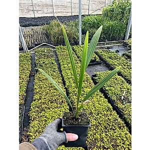 Windmill Palm Plant in a 4" -Trachycarpus fortunei-Cold Hardy to Zone 7!!