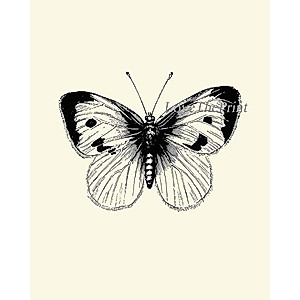 Bee Dragonfly Butterfly Wall Art Prints set of 3 Prints 8x10 - Unframed - Beautiful Black and White Illustration Ivory Natural Background Home Room Decor