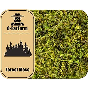 O-FarFarm Dried Forest Moss for Plants 5.3oz / 3qt, Green Orchid Sphagnum Moss, Long Fibered Dried Moss for Succulents Garden Flowers Pot and Reptiles