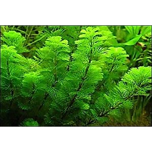 Marcus Fish Tanks - 3X Green Cabomba Caroliniana Live Aquarium Plants for Aquatic Freshwater Fish Tank