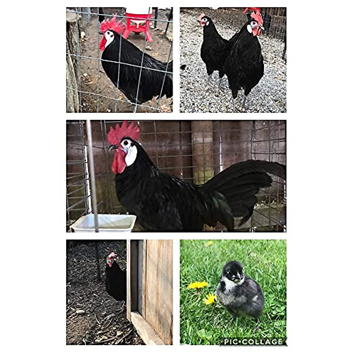 White Face Black Spanish Fertile Chicken Hatching Eggs, Fertile Eggs