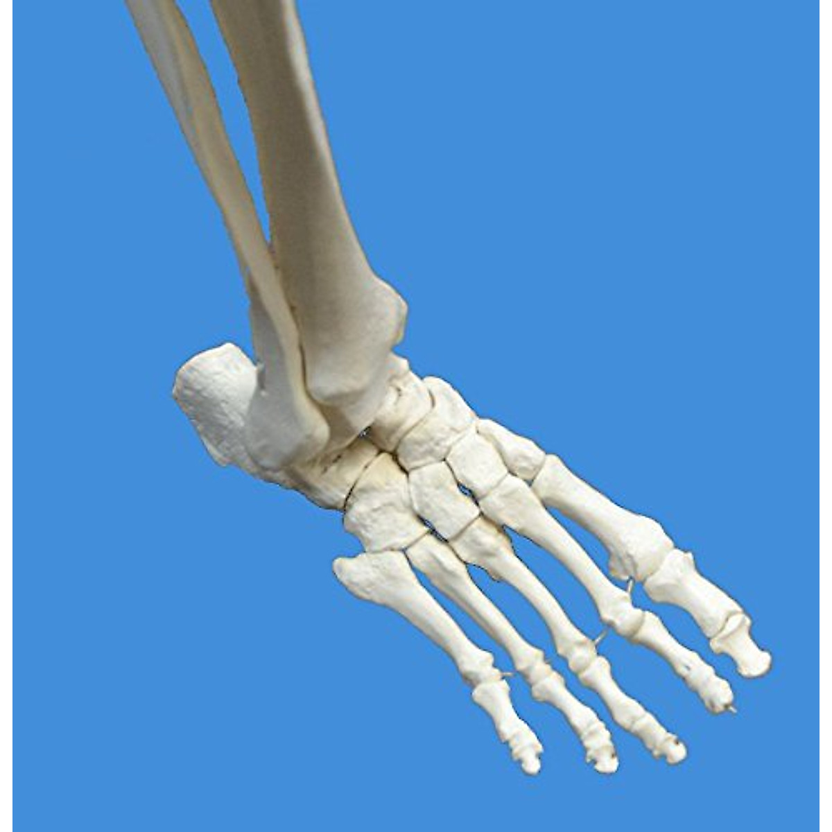 Wellden Medical Anatomical Human Lower Limb Skeleton Model, Life Size