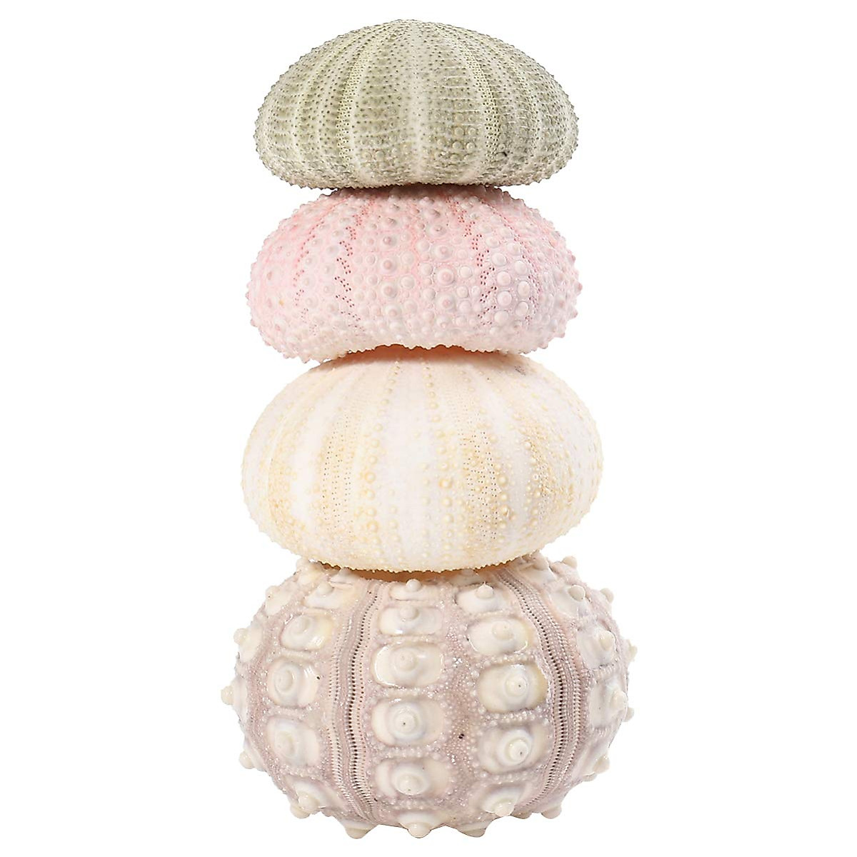 Hemoton 4Pcs Sea Urchin Shells Air Plant Planter Holder Tillandsia Small Container Plant Bonsai Cactus Pot Decorative Home Decor for Desktop