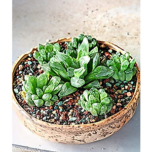 Succulent and Cactus Soil Gritty Mix Rocks, 6lb Bonsai Volcanic Gravel, Indoor Plant Drainage Lava Stones, Small Decorative Potting Pebbles for Terrarium Fairy Gardening and Houseplants Top Dressing