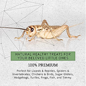 OVIPOST Live Crickets 3/4” Banded | 1000 Count | Live Crickets for Reptiles, Large Bulk Arrival of Large Banded Crickets - High Protein Live Feed Crickets, Bearded Dragon Food & Pet Food