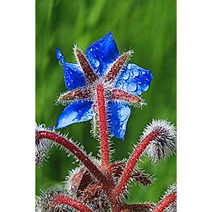 Borage Seeds - Starflower - Heirloom Non-GMO Herb Seeds for Planting an Herb Garden - 100 Seeds - Borago Officinalis - by RDR Seeds