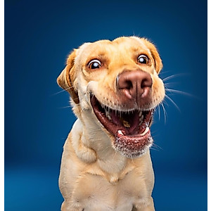 Nom Nom Dog GI-Targeted Probiotic Support - with Prebiotic Fiber, Inulin, and Saccharomyces boulardii - Gut Health Dog Probiotics for Gastrointestinal and Stomach Relief (GI Powder)