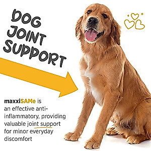maxxipaws maxxiSAMe Sam-e Supplement for Dogs - Dog Liver and Cognitive Brain Support - Given with Food Powder 5.3 oz