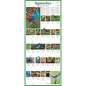 Audubon Songbirds and Other Backyard Birds Picture-A-Day Wall Calendar 2021