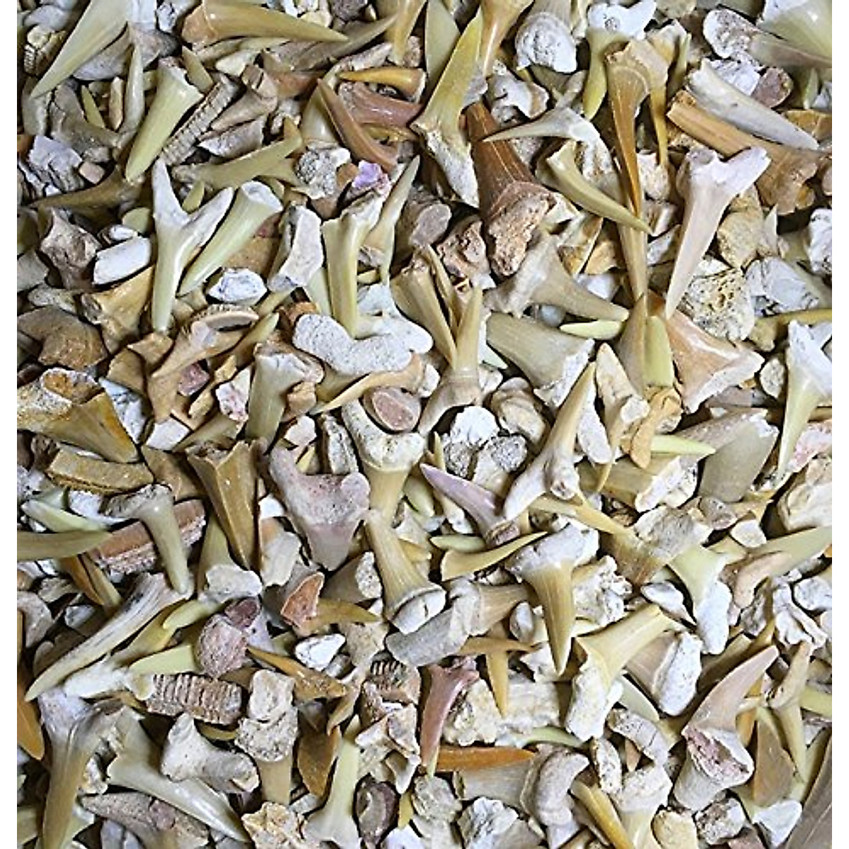 Bag of Genuine Shark Teeth - Fossilized Moroccan Teeth!