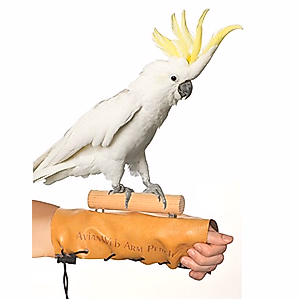 Avianweb™ Arm & Hand Perch (Large (1.5" Dowel))