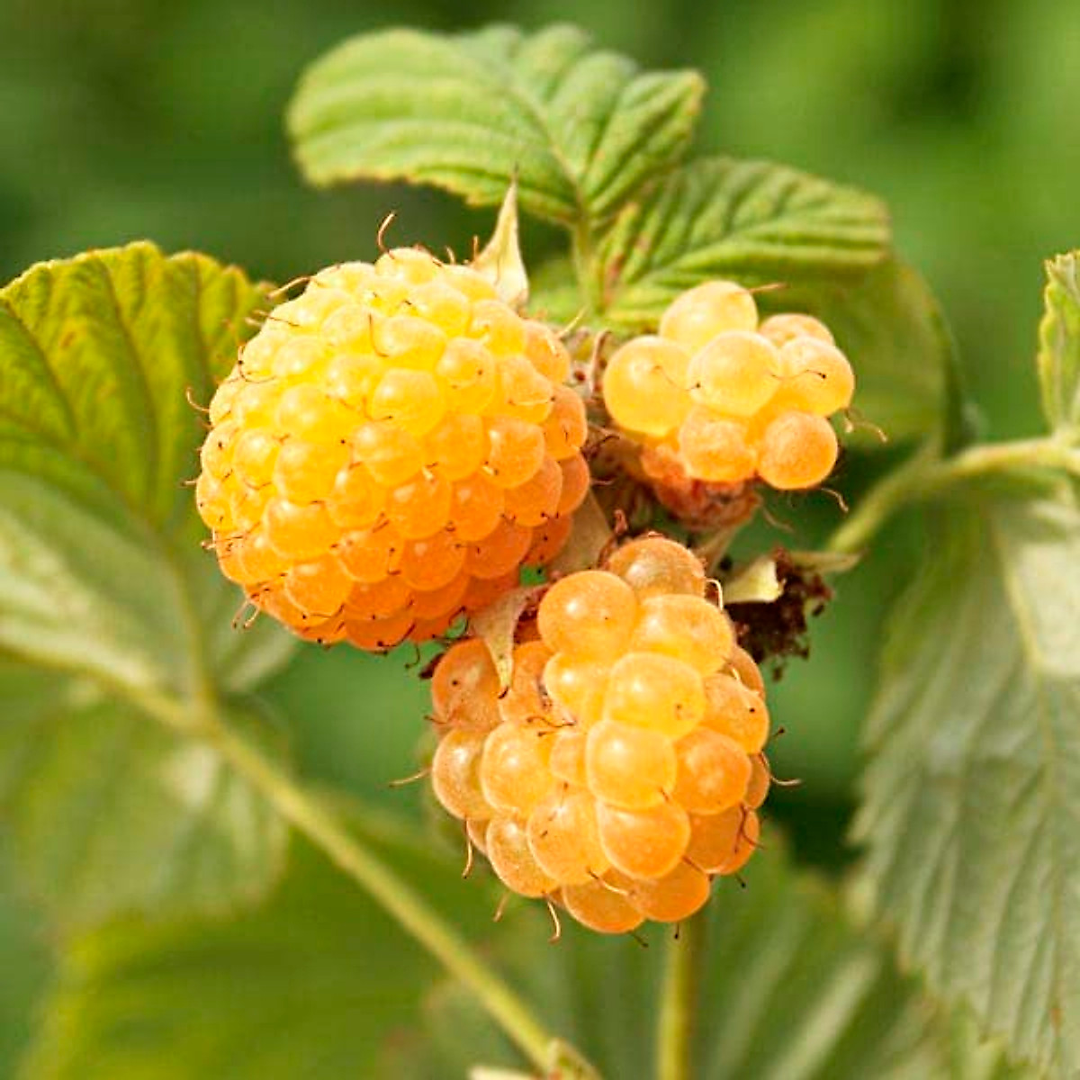 2 Yellow Raspberry Plants, Fall Gold Raspberries Bushes, from 4 Inc Ornaments Perennial Garden Simple to Grow Pot