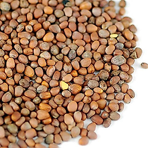 Organic Radish Sprouting Seeds - 1 Pound Non-GMO Daikon Radish Seeds - Plant & Grow Microgreens Indoors