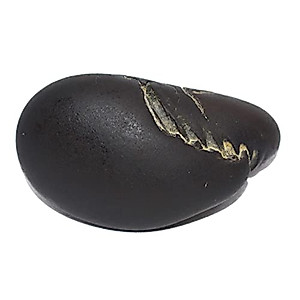 Laxmi Vishnu Paduka Shaligram - Gandaki River Nepal, Fossil, Fossil