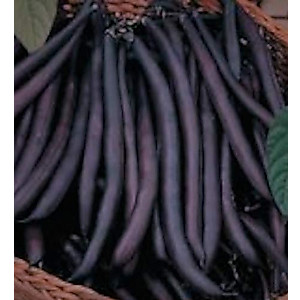 PAPAW'S GARDEN SUPPLY LLC. Helping The Next Generation Grow! Purple Queen Heirloom Bush Green Bean Treated Seeds, Non-GMO, 1 Pack of 250 Vegetable Seeds