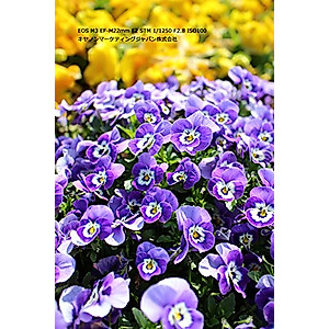 Canon Mirror-Less SLR Camera EOS M3 Double Lens kit (White) EF-M18-55mm F3.5-5.6 is STM EF-M22mm F2 STM Comes EOSM3WH-WLK [International Version, No Warranty]