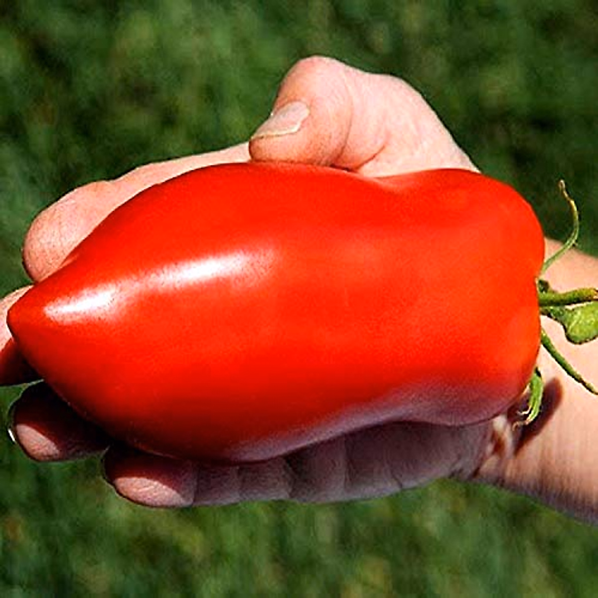 Unique Pepper-Look Tomato Vegetable Garden Seeds for Planting About 40 Seeds