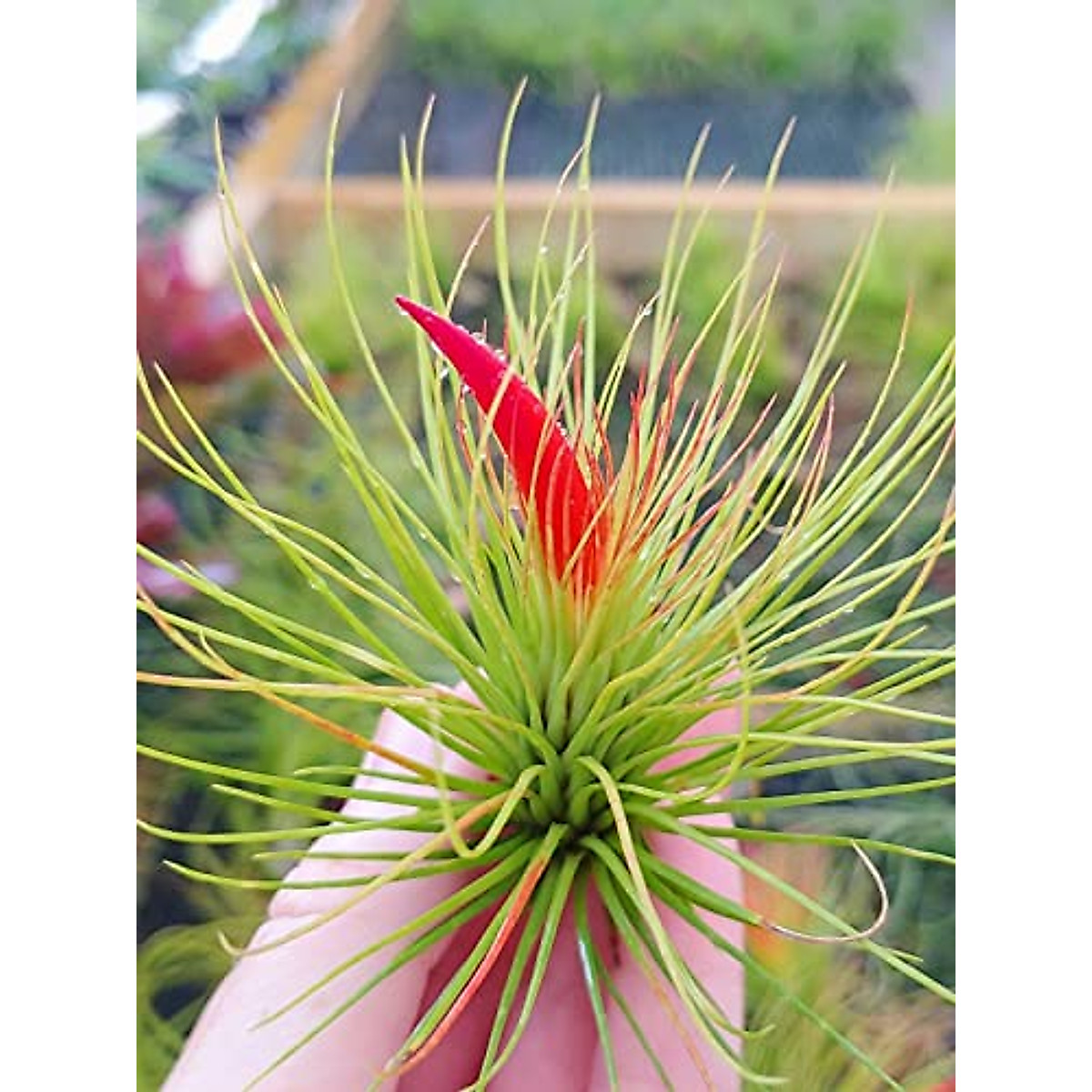 The Drunken Gnome AIR Plants – Andreana – 3 Pack - air Purifying Flowering Tillandsia for Terrarium, Fairy Garden Starter kit, Home Office, Indoor Outdoor, Corporate Gift (3 Pack)