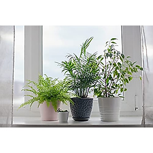 American Plant Exchange Live Chamaedorea Elegans Plant, Parlor Palm Tree, Neanthe Bella Palm Tree, Plant Pot for Home and Garden Decor, 6" Pot