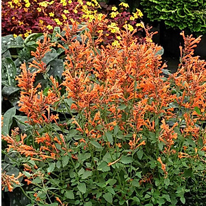 50+ Perennial Arizona Sandstone Hummingbird Mint Flower Seeds for Planting Outdoor- Rare Agastache Seeds Garden Home Plant Non-GMO
