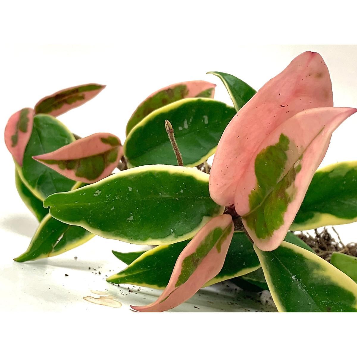 Tricolor Hoya Krimson Queen, Hoya Carnosa Variegata Tricolor Hoya Ships from CA (4" Pot)