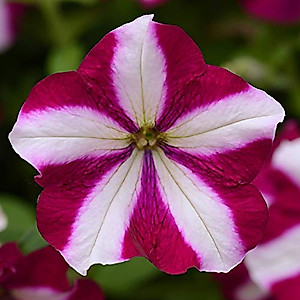 Outsidepride Burgundy Star Easy Wave Petunia Spreading Garden Flowers for Hanging Baskets, Pots, Containers, Beds - 30 Seeds