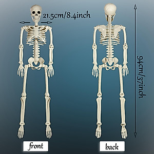 XONOR Halloween Skeleton Full Body Posable Joints , 3ft Human Skeleton Decorations for Party Haunted House Supplies (1pc)