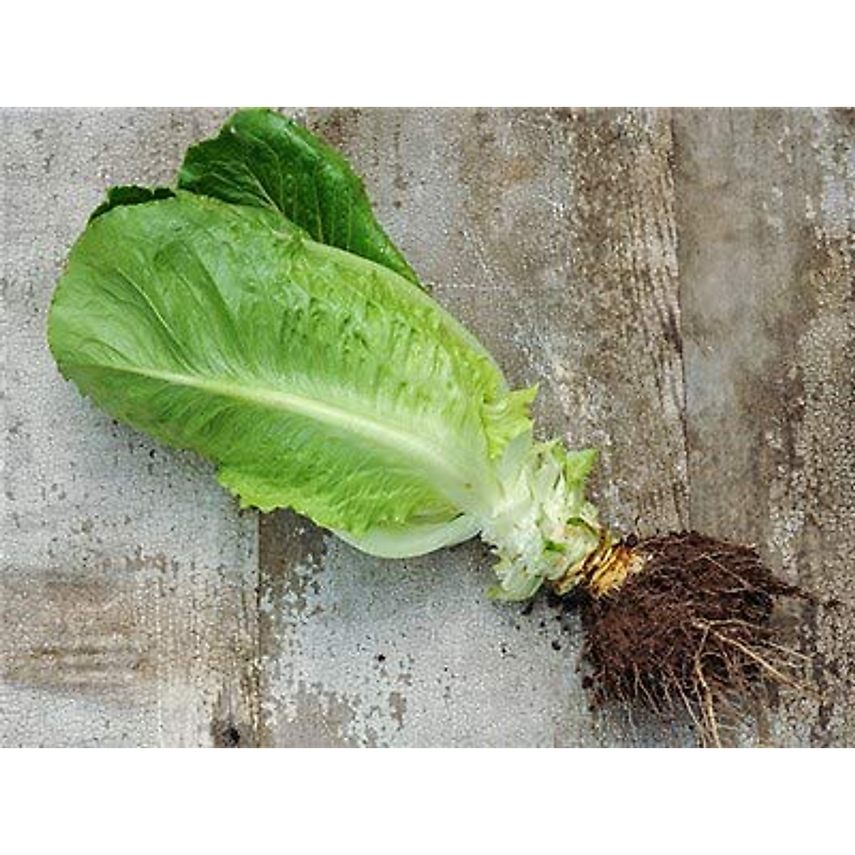 "Parris Island" Romaine Lettuce Seeds for Planting, 1000+ Heirloom Seeds Per Packet, (Isla's Garden Seeds), Non GMO, Botanical Name: Lactuca Sativa, Great Home Garden Gift