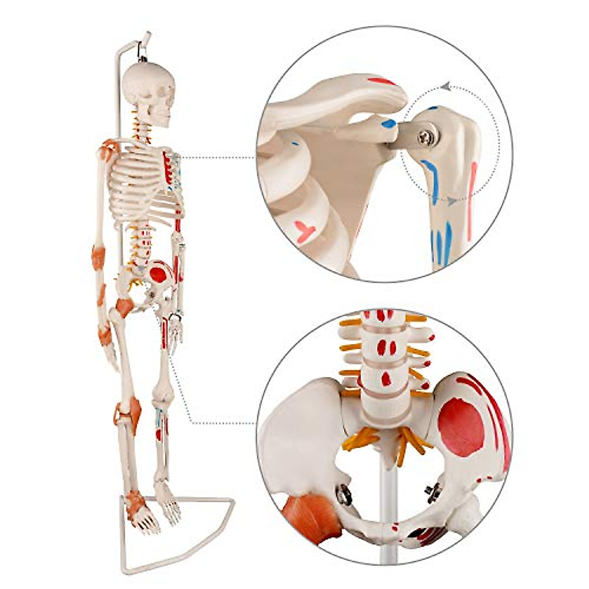 Ultrassist Human Skeleton Model, 33.5" Half Life Size Skeleton Replica with Spinal Nerves, Muscle Insertion and Origin Points, Includes Joint Ligaments for Human Anatomy Study, Hanging Style