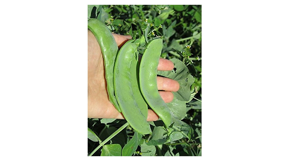 Oregon Giant Snow Pea Seeds | Heirloom Non-GMO for Bountiful Harvests