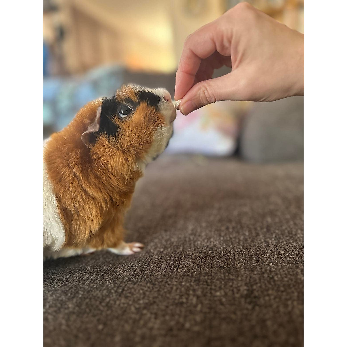 Sherwood Pet Health Digestive Support, Papaya (100 Tablets - 60 Grams). Contains Natural Motility Herbs That Regulate The Digestive Tract, Improve The Gut microbiome and Stimulate The Appetite.