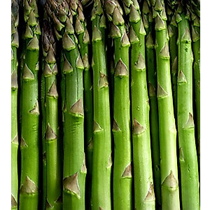 5 Mary Washington" asparagus crown, 2 Year Roots