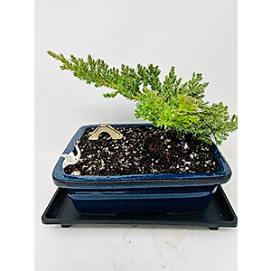 Juniper Bonsai Tree with Blue Through 8" Rectangle Ceramic Vase